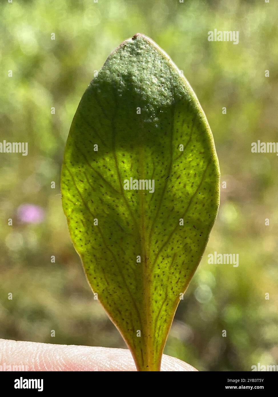 Texas Tickseed (Coreopsis linifolia) Plantae Stock Photo - Alamy
