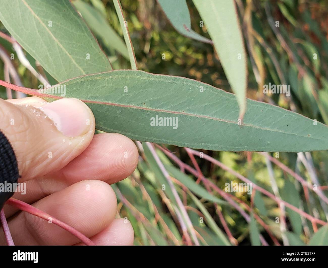 Tasmanian blue gum (Eucalyptus globulus) Plantae Stock Photo - Alamy