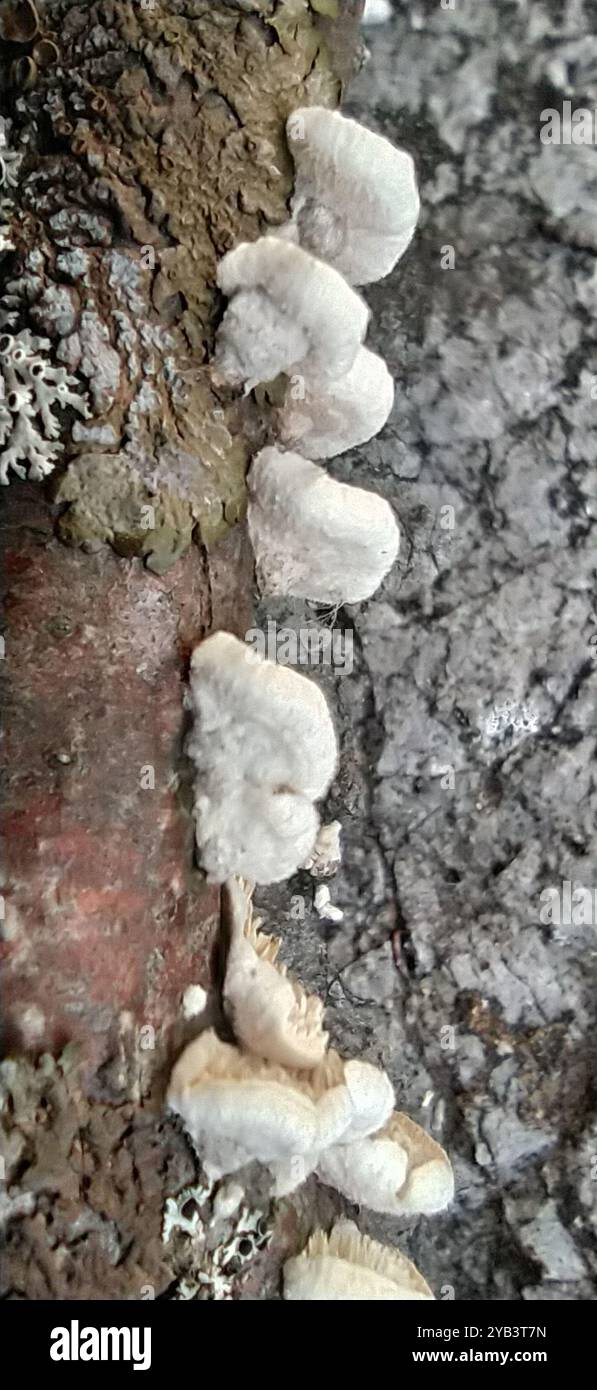 Milk-white Toothed Polypore (Irpex lacteus) Fungi Stock Photo - Alamy