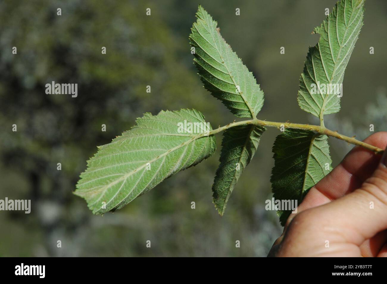 Common Bramble (Rubus apetalus) Plantae Stock Photo - Alamy