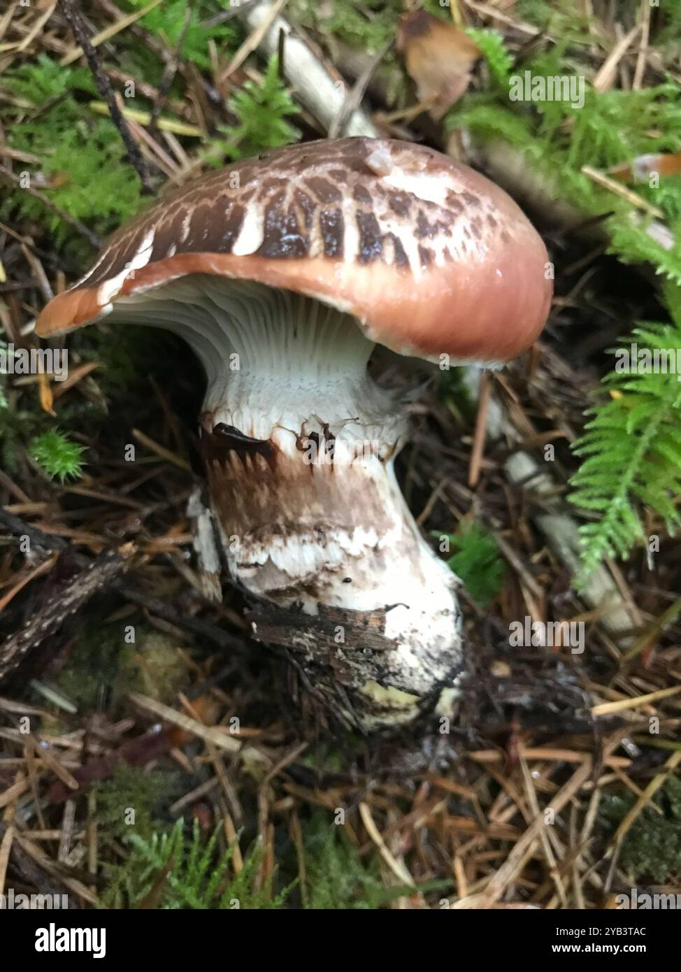 Spikes (Gomphidius) Fungi Stock Photo - Alamy