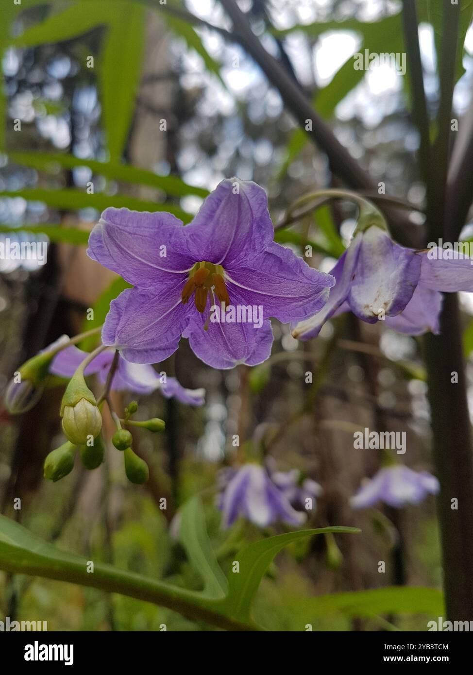 New Zealand nightshade (Solanum aviculare) Plantae Stock Photo - Alamy
