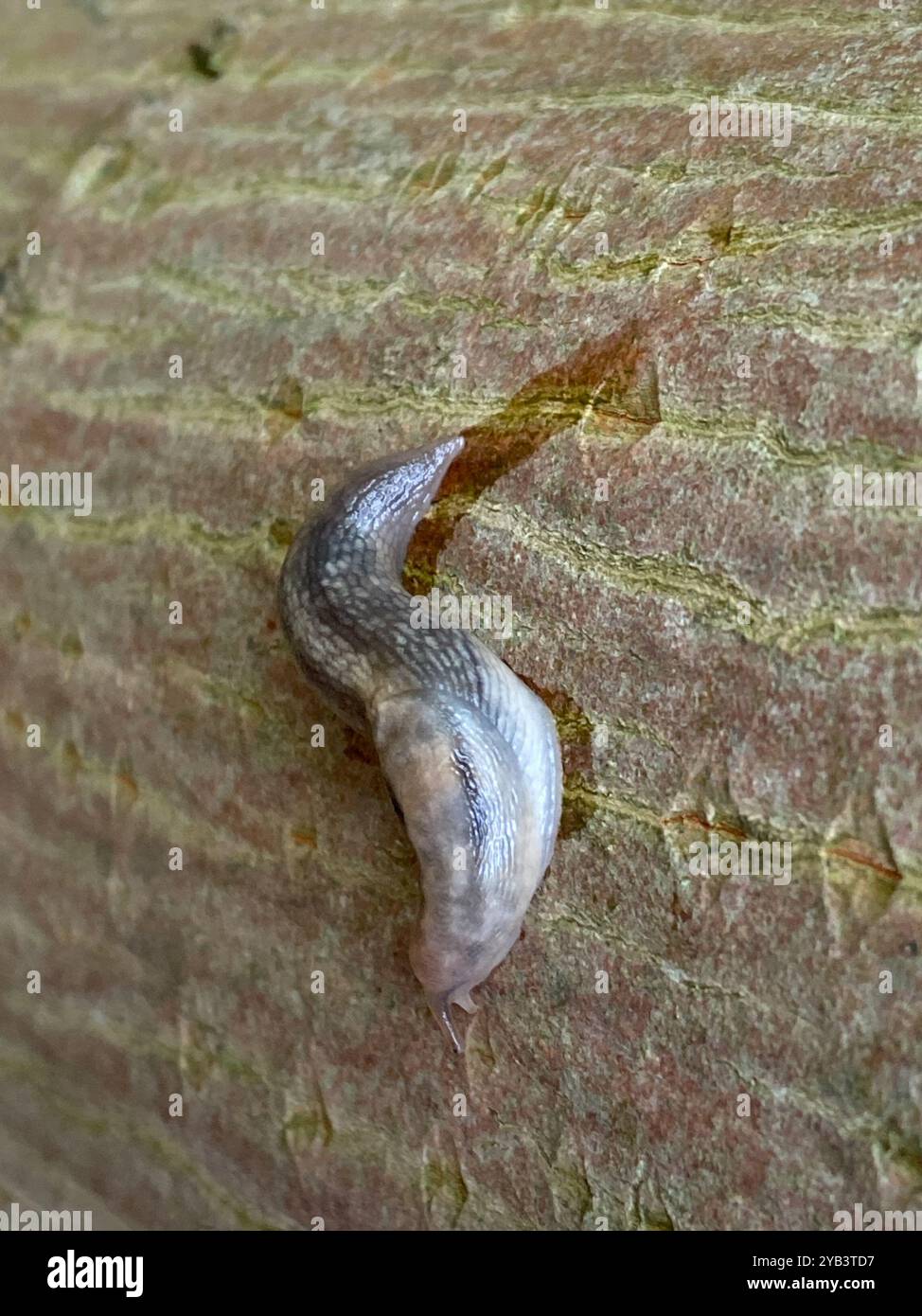 Tree slug (Lehmannia marginata) Mollusca Stock Photo - Alamy