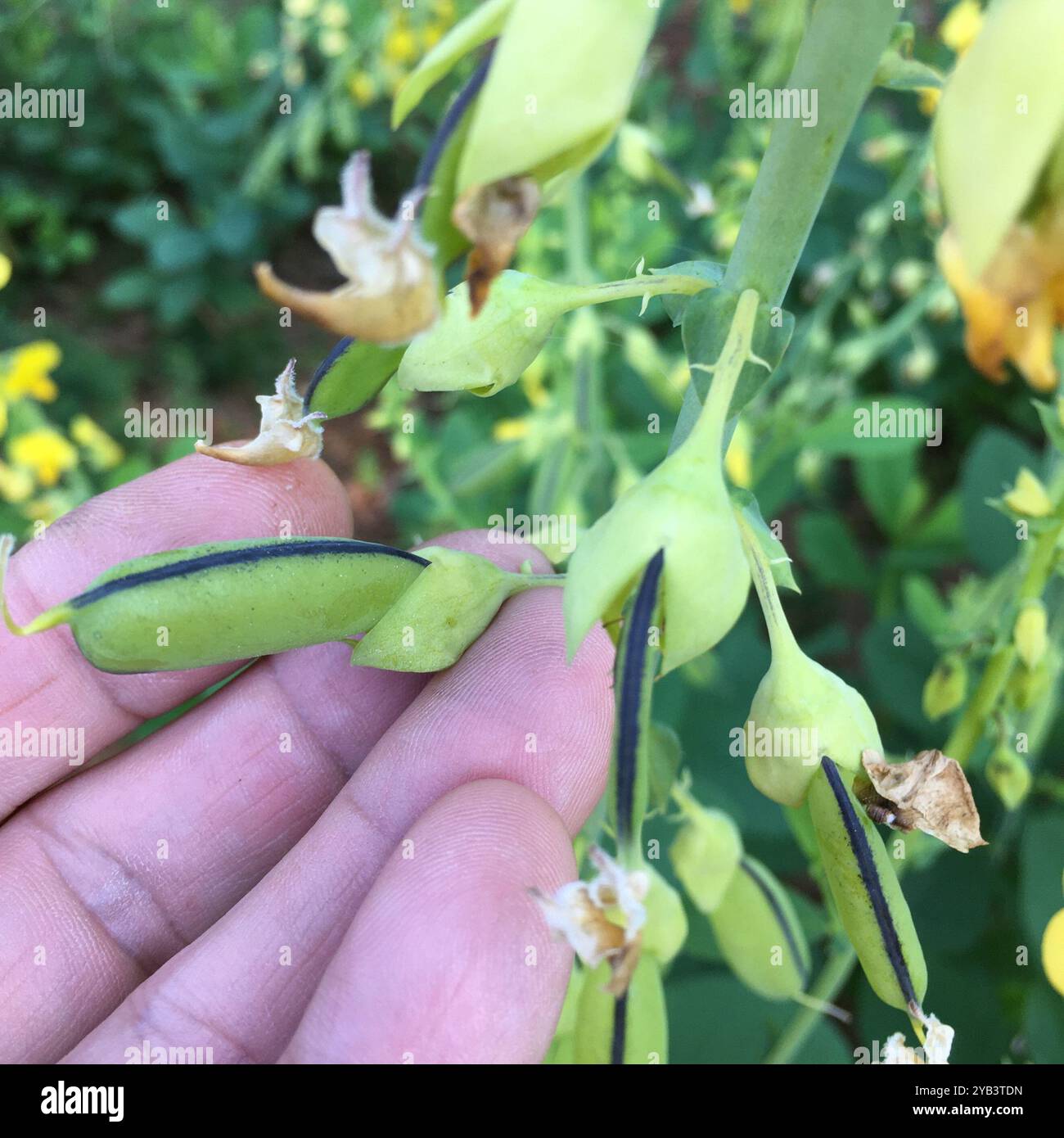 Showy Rattlebox (Crotalaria spectabilis) Plantae Stock Photo - Alamy