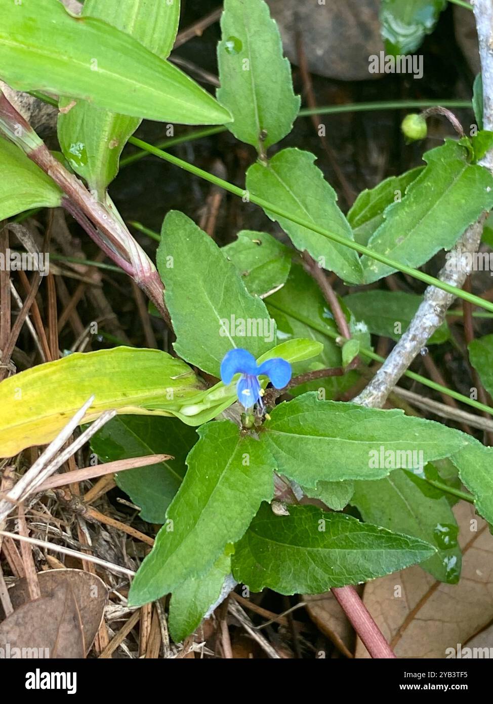 climbing dayflower (Commelina diffusa) Plantae Stock Photo - Alamy