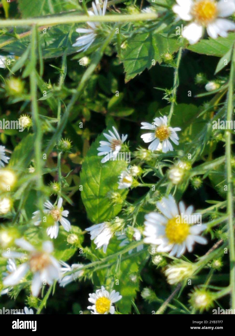 hairy white oldfield aster (Symphyotrichum pilosum) Plantae Stock Photo ...