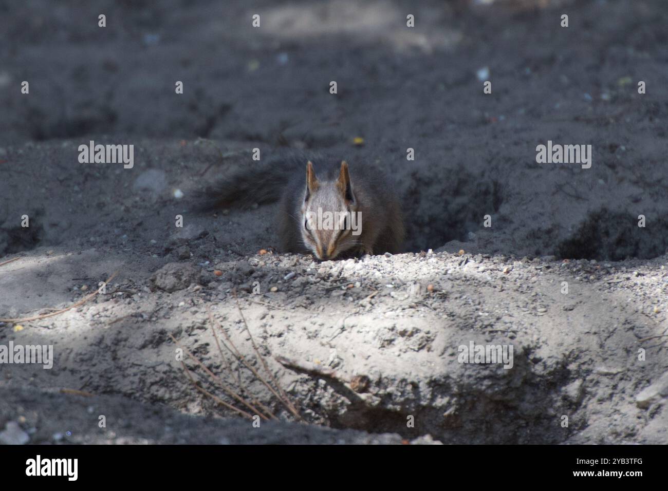 Cliff Chipmunk (Neotamias dorsalis) Mammalia Stock Photo - Alamy