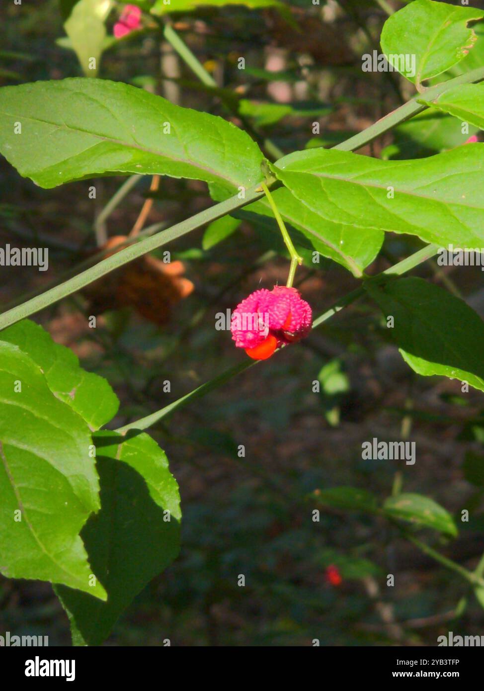 strawberry bush (Euonymus americanus) Plantae Stock Photo - Alamy