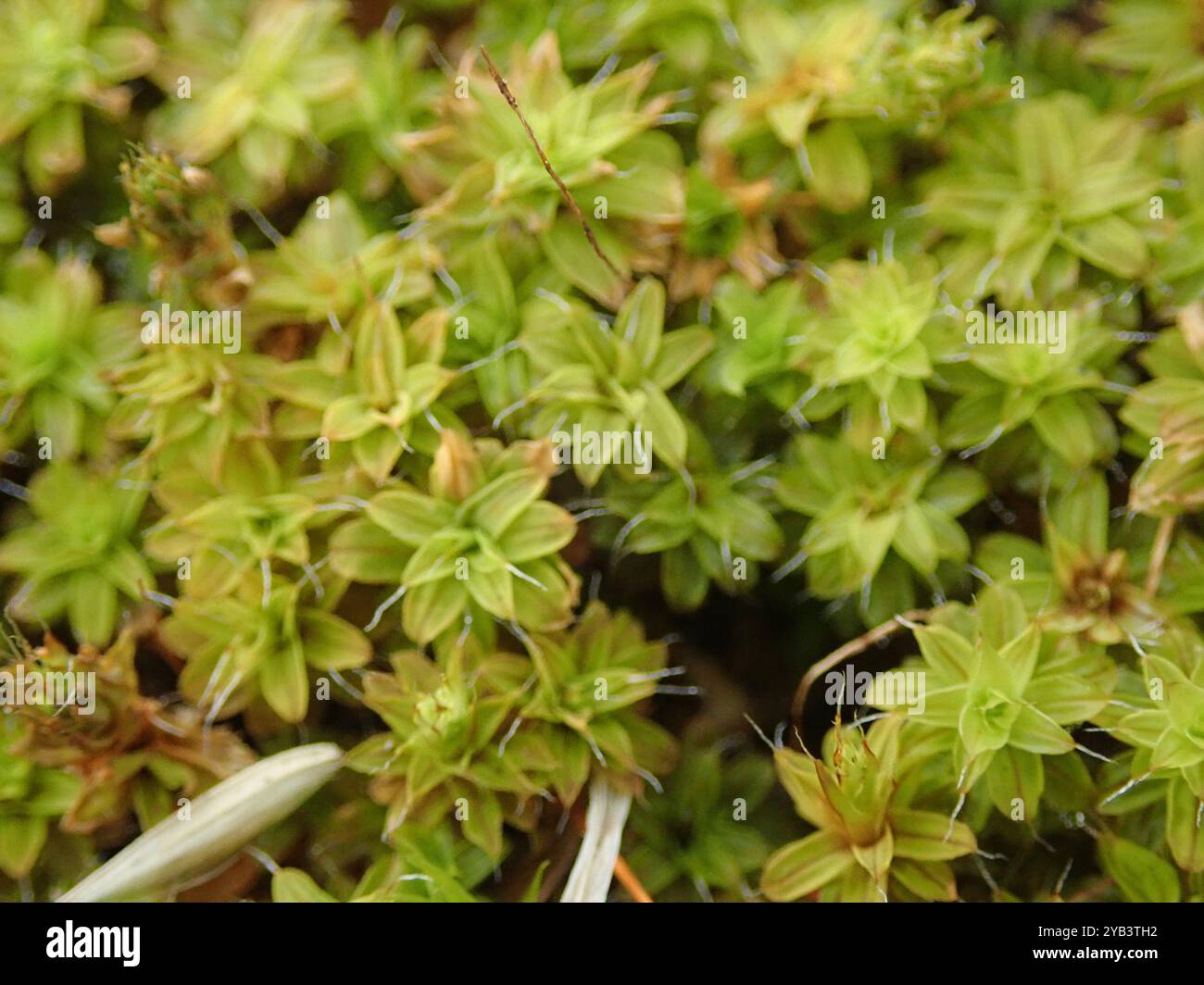 Brown Screw-moss (Syntrichia princeps) Plantae Stock Photo - Alamy