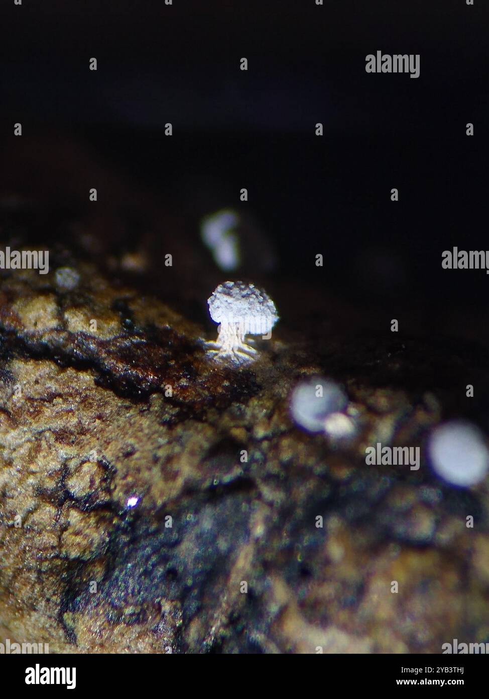 (Didymium squamulosum) Protozoa Stock Photo - Alamy