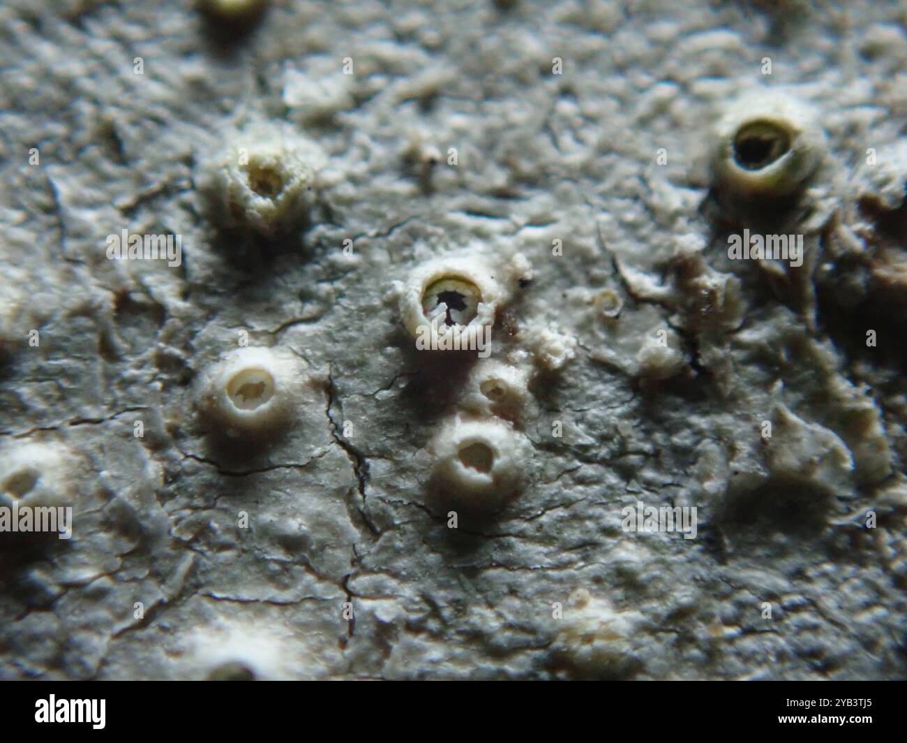 Bark Barnacles (Thelotrema lepadinum) Fungi Stock Photo - Alamy