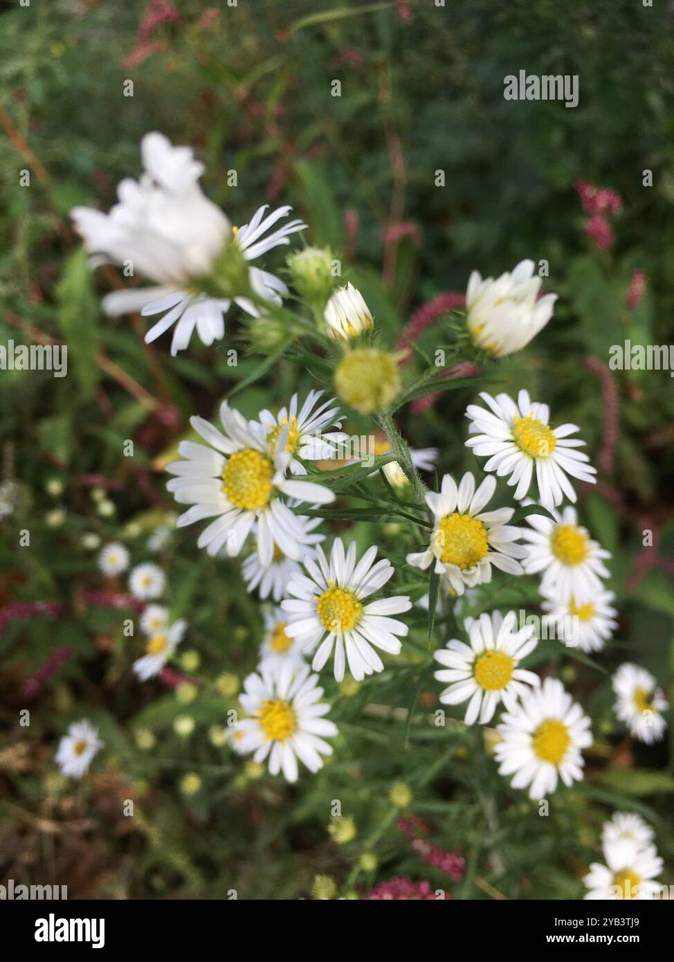 hairy white oldfield aster (Symphyotrichum pilosum) Plantae Stock Photo ...