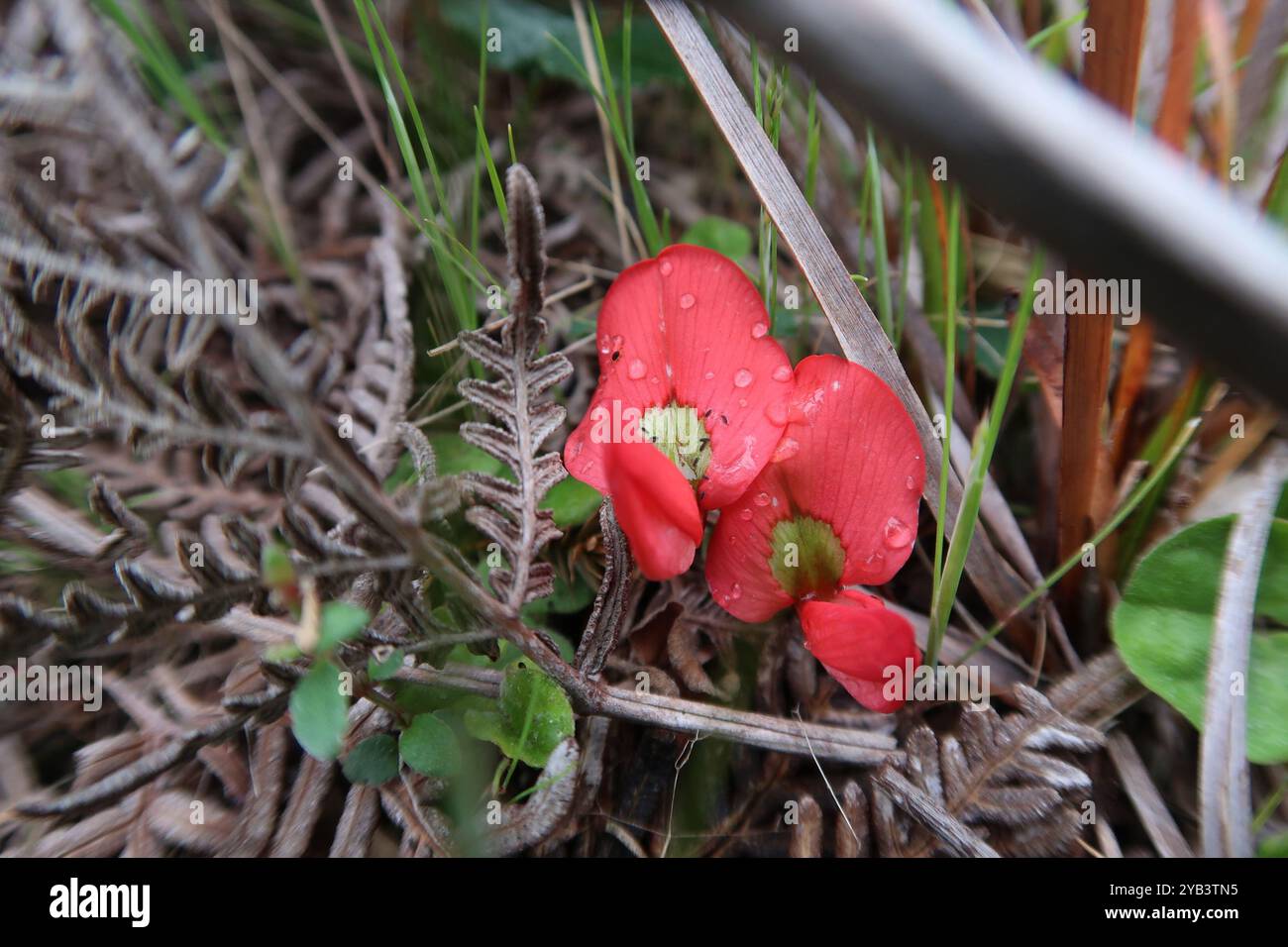 Running Postman (Kennedia prostrata) Plantae Stock Photo - Alamy
