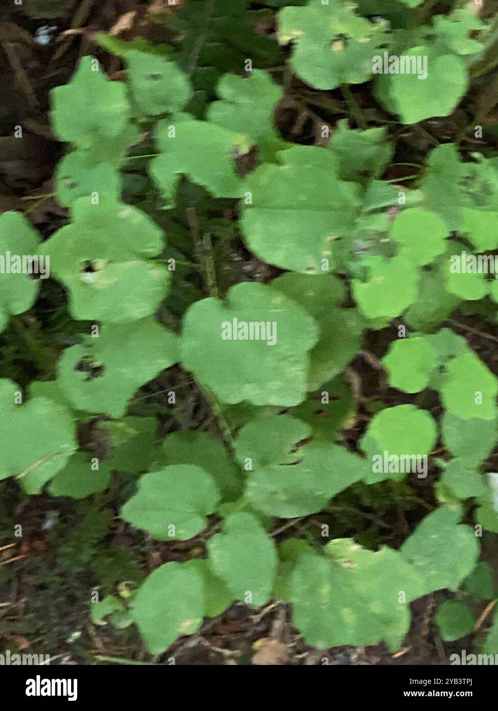 White Inside-out Flower (Vancouveria hexandra) Plantae Stock Photo - Alamy