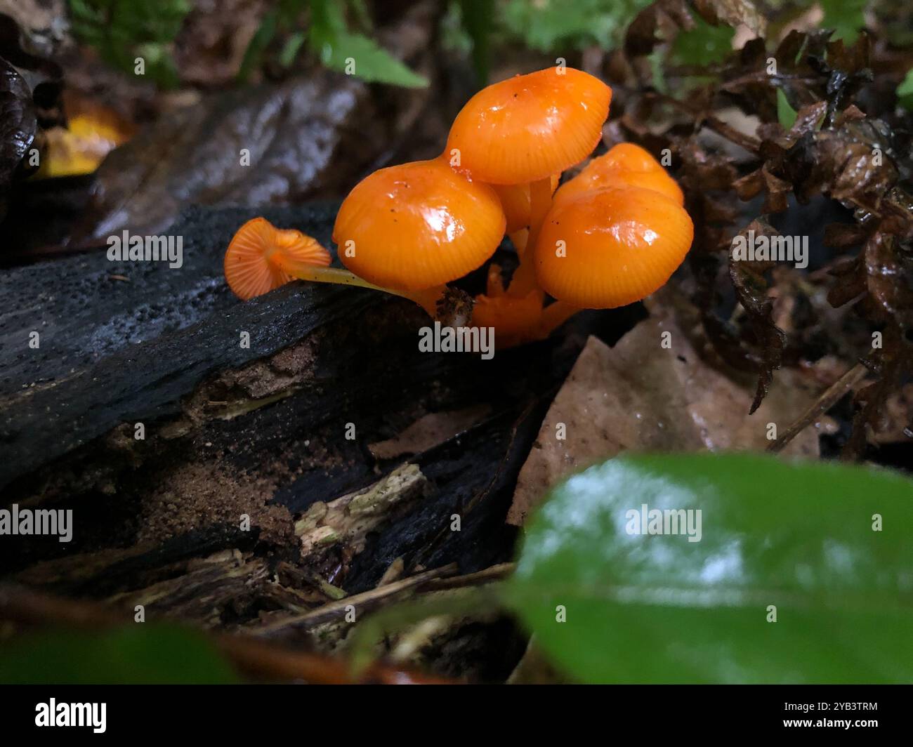 orange mycena (Mycena leaiana) Fungi Stock Photo - Alamy
