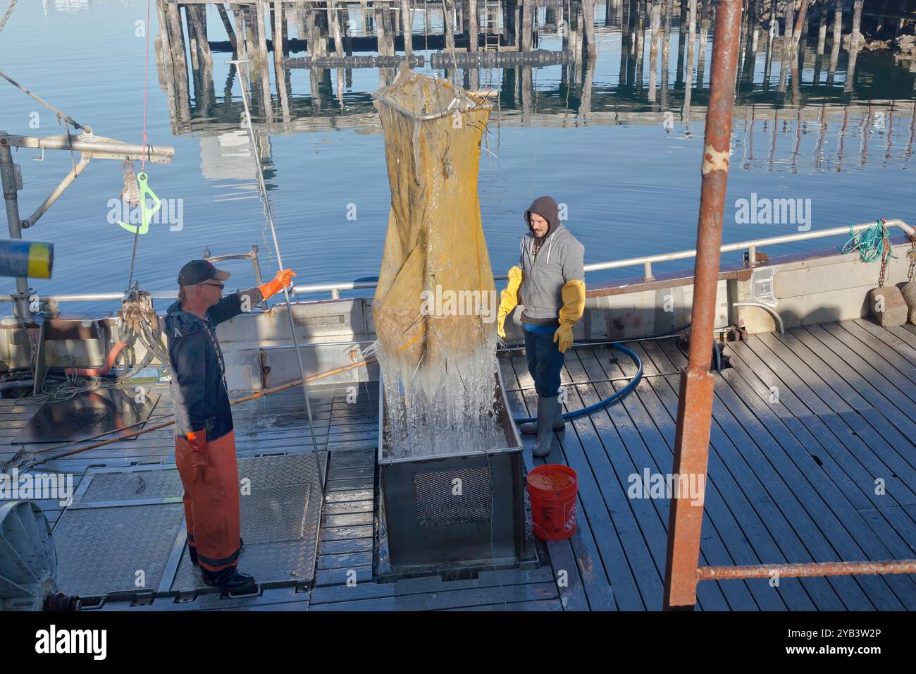 Fishermen extracting Pacific Hagfish 'Myxini' (Slime Eel) catch from ...