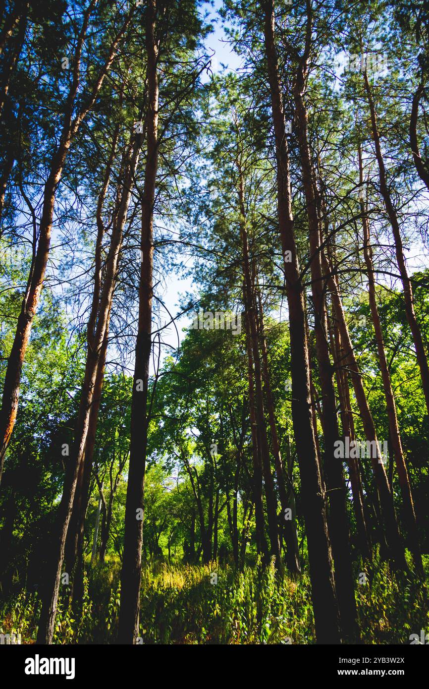 Glimpses of sun through dense forest. Pine forest in sun's rays Stock ...