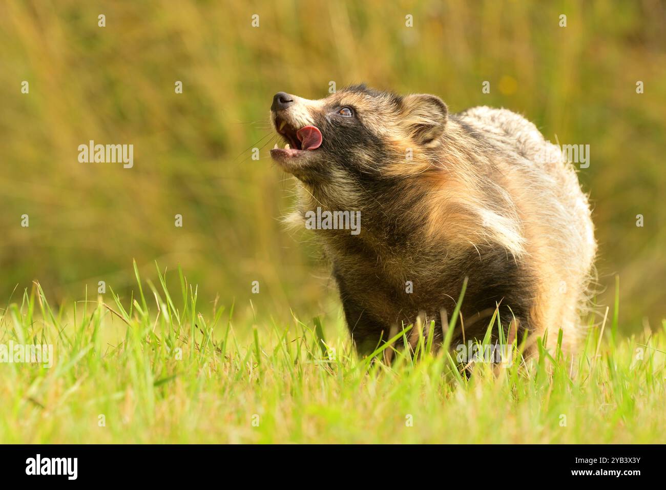 Common raccoon dog Nyctereutes procyonoides meadow Chinese Asian field ...