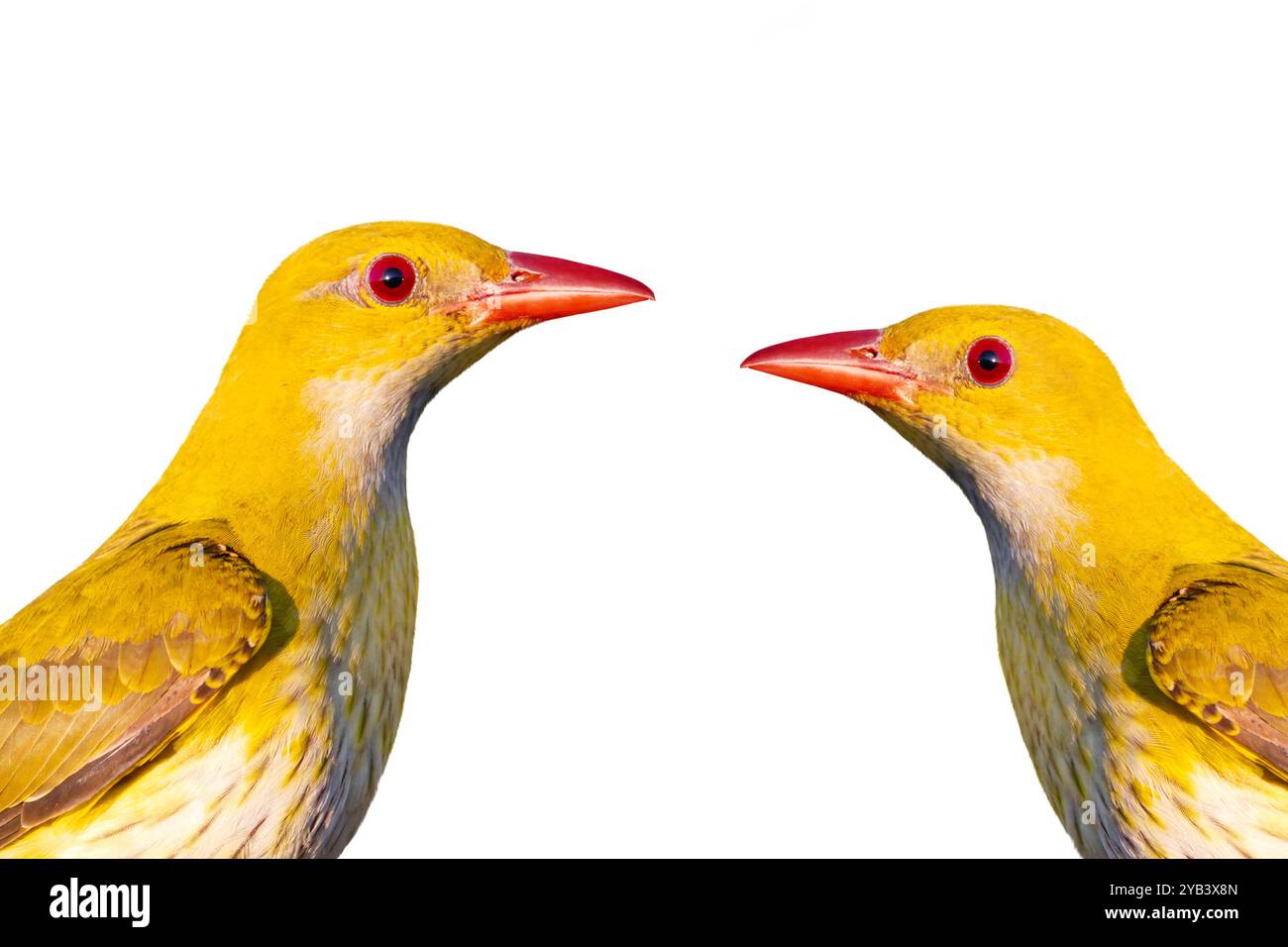 yellow birds isolated on white background Stock Photo - Alamy