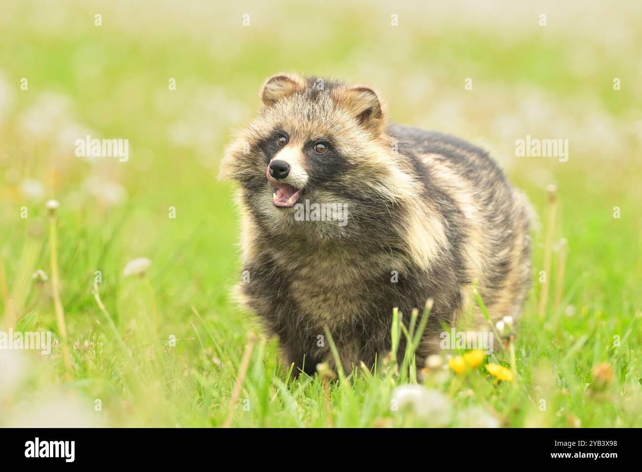Raccoon dog common Nyctereutes procyonoides meadow Chinese Asian field ...