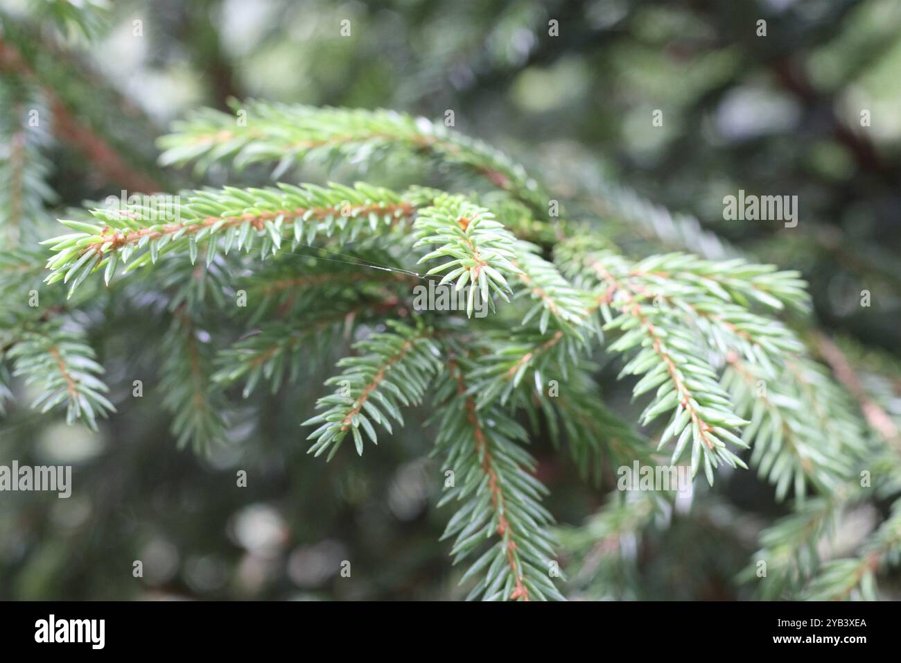 Young pine fir branches hi-res stock photography and images - Alamy