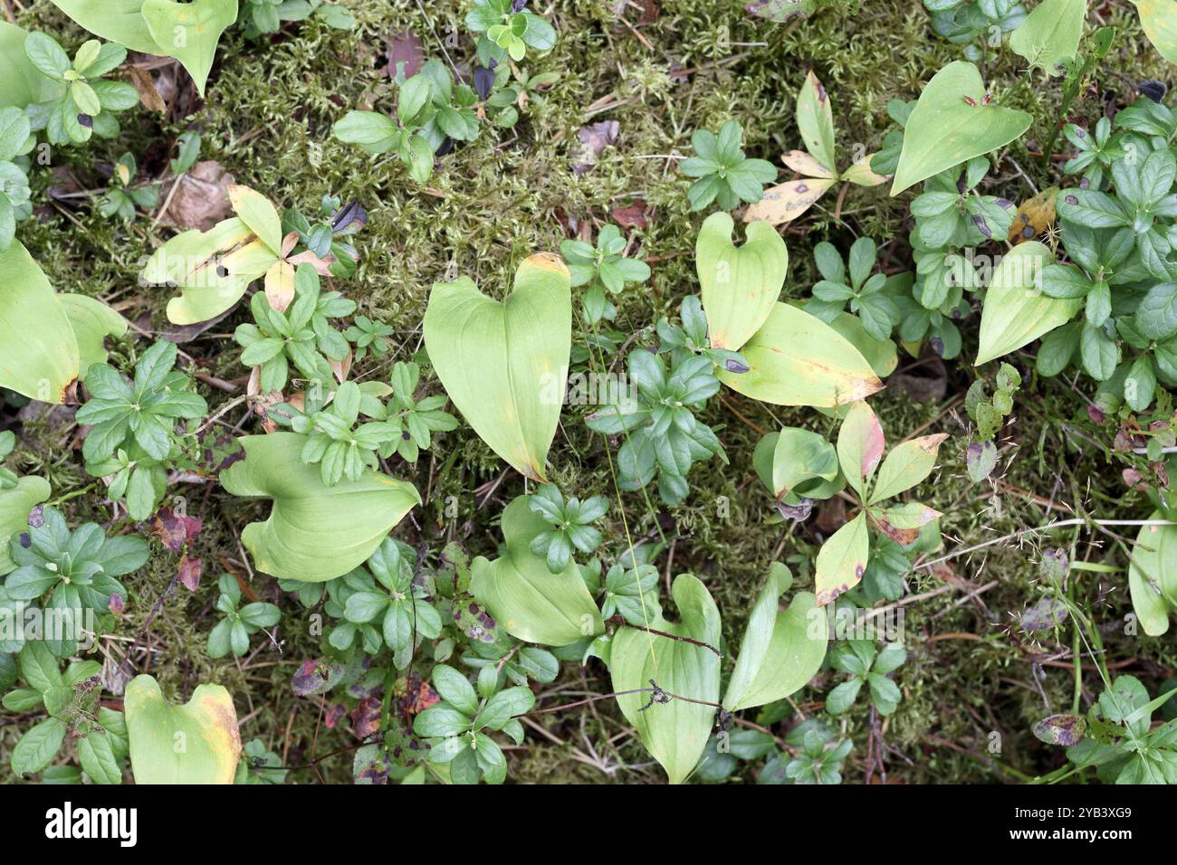 Clover on forest ground hi-res stock photography and images - Alamy