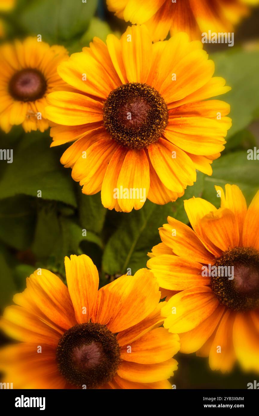 Superbly prolific and variable Rudbeckia Summerina Yellow, Summerina ...