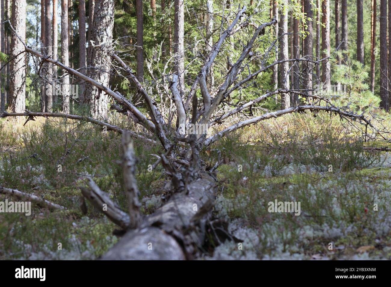 A fallen and dead tree in the forest without leaves Stock Photo - Alamy