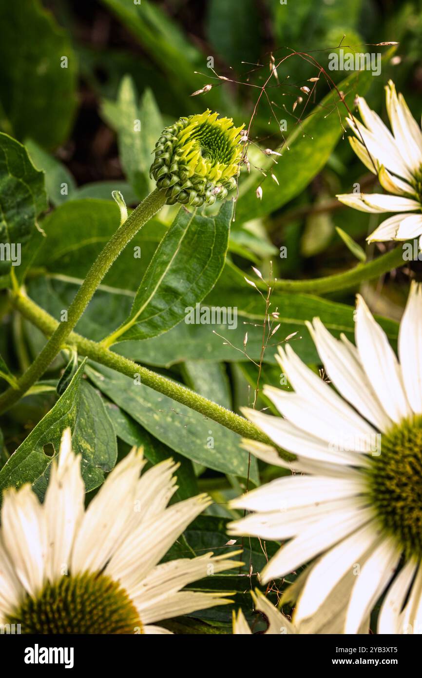 Semi abstract close up flowering plant still life of daisy-like bloom ...