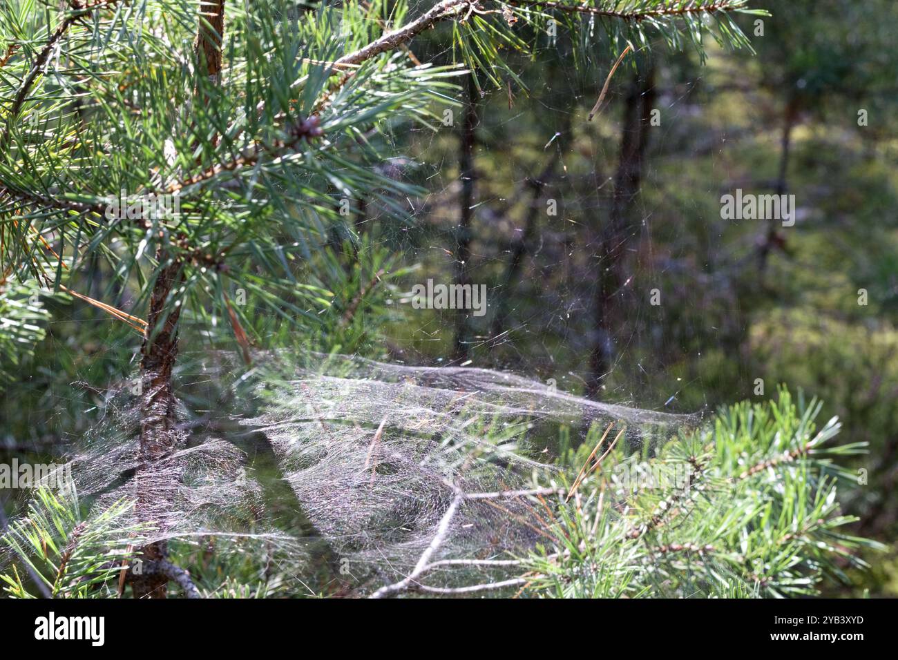 Branches tree green foliage swaying hi-res stock photography and images ...