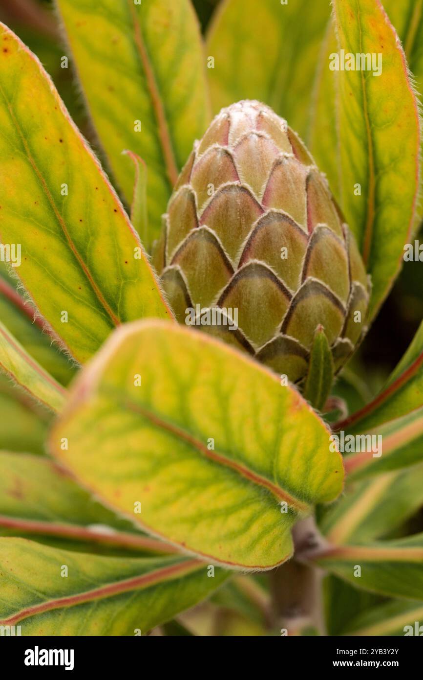 Close up natural flowering plant portrait of Protea Susara, bud sowing ...