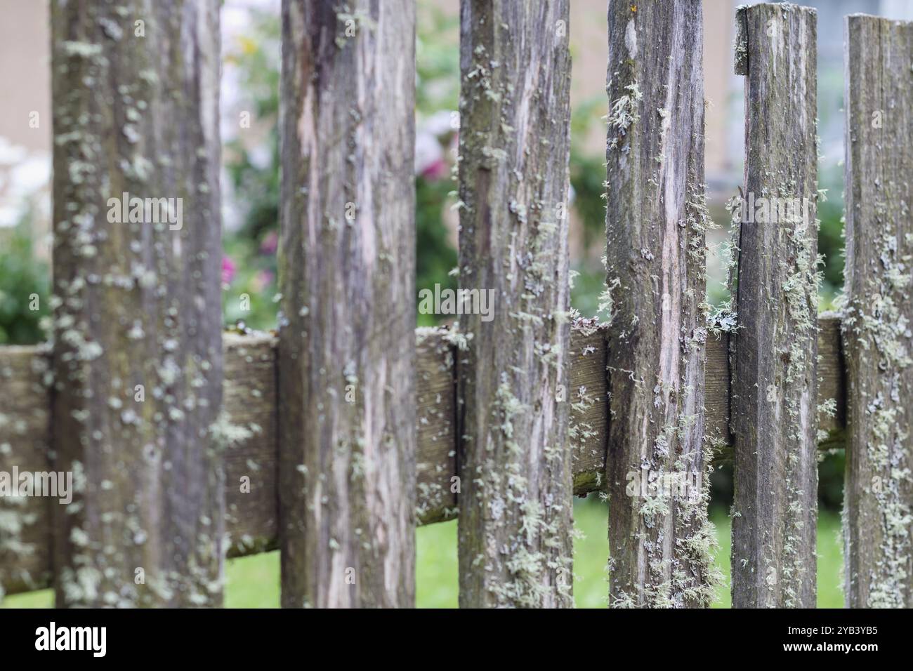 Old mossy wooden fence with grass Stock Photo - Alamy
