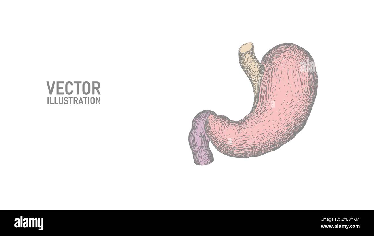 Single continuous line art anatomical human stomach silhouette. Healthy ...
