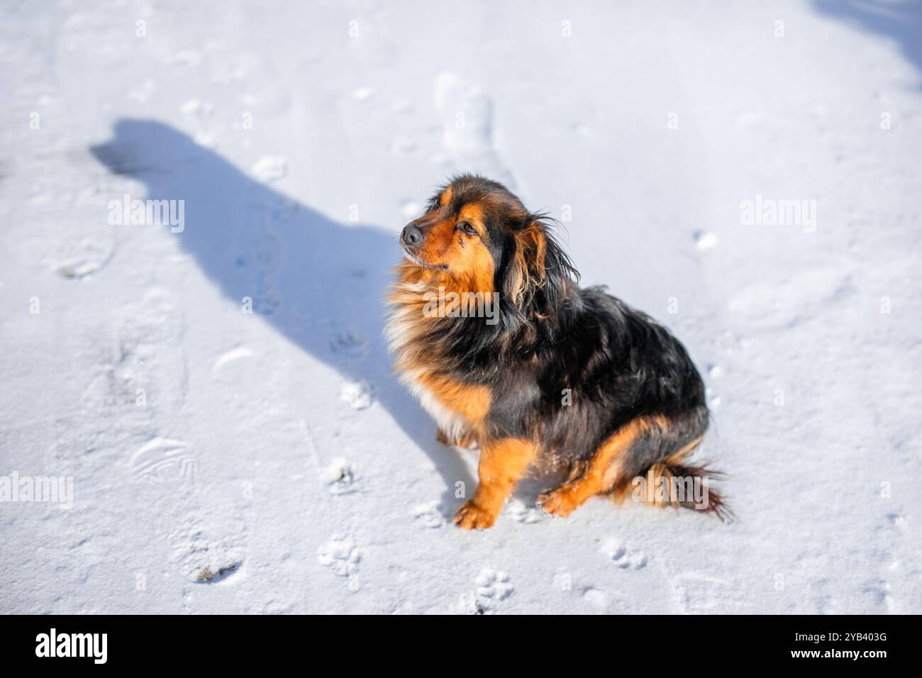 A fluffy black-and-tan stray dog with beautiful fuzzy ears walks down ...