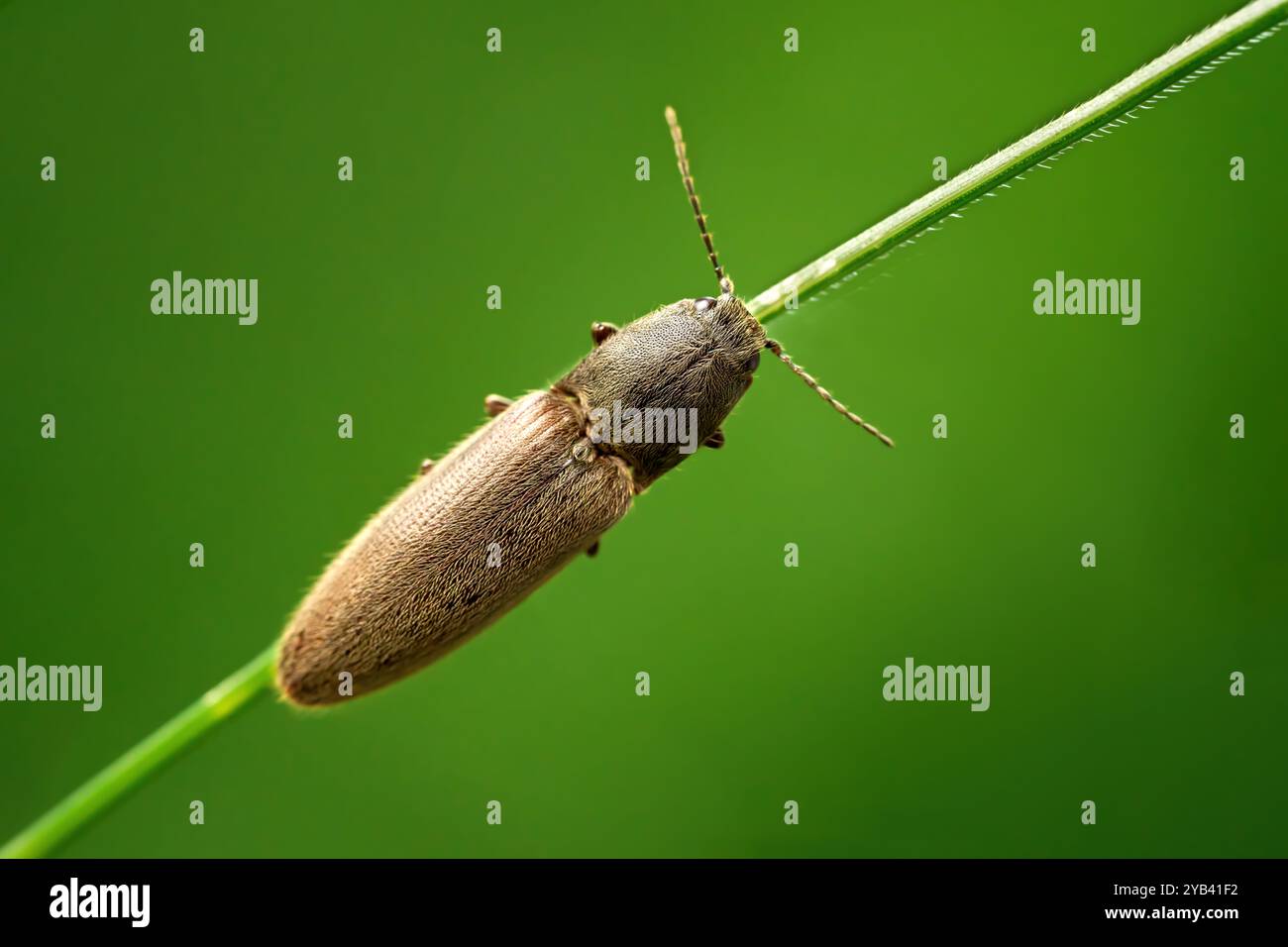 Athous haemorrhoidalis - click beetle from above with antennae spread ...