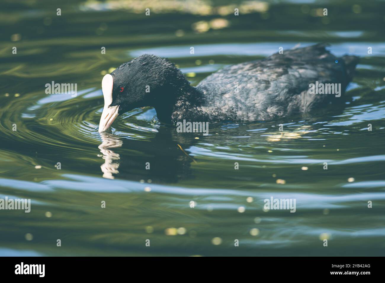 water chicken taking a sip of water Stock Photo - Alamy