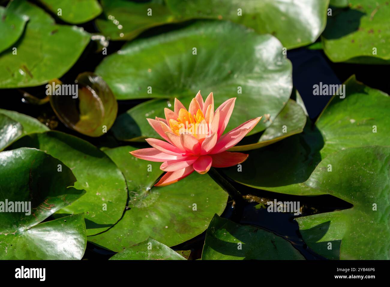 Nilufer lake hi-res stock photography and images - Alamy