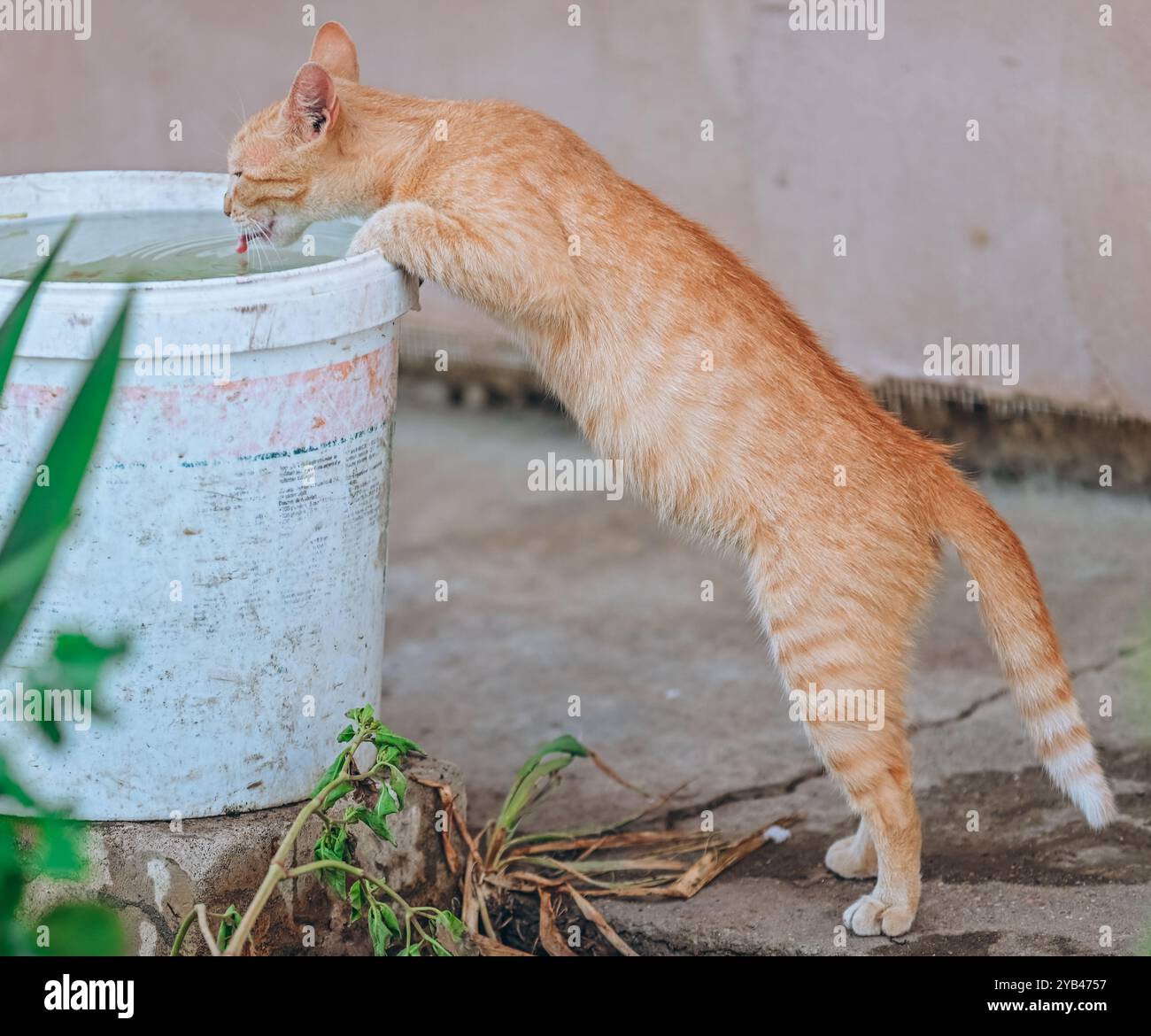 An orange tabby cat leans on a large white bucket, drinking water with ...