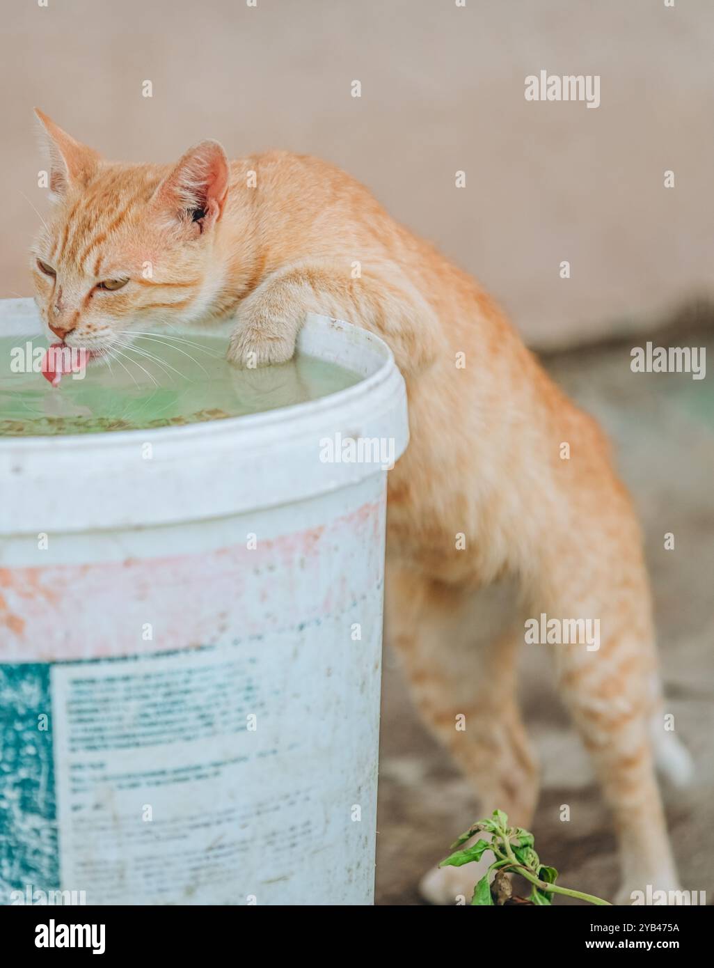 An orange tabby cat leans on a large white bucket, drinking water with ...