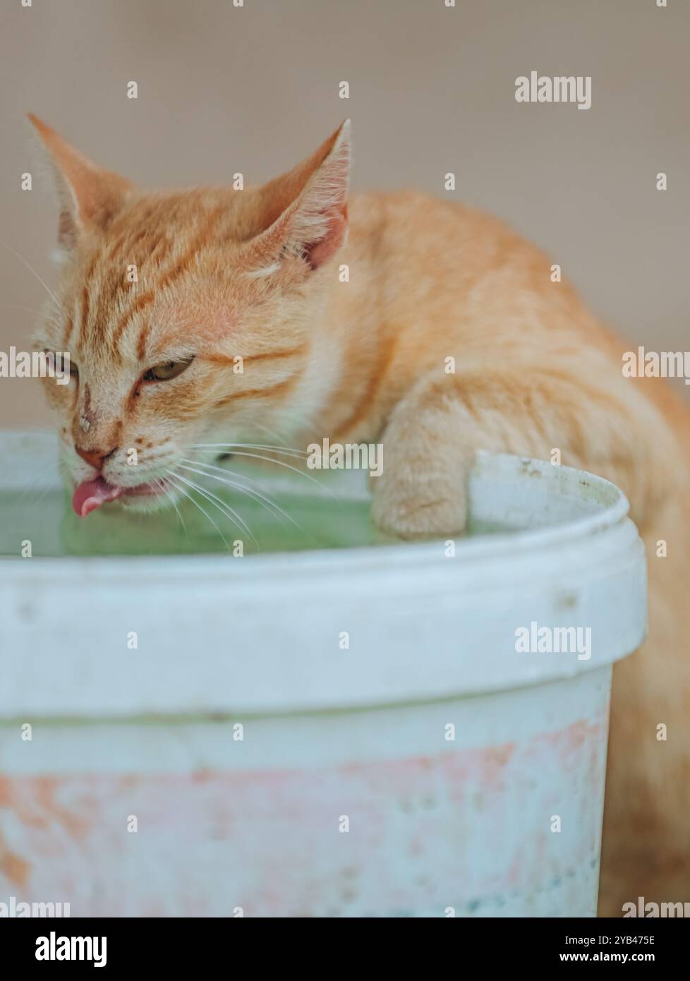 An orange tabby cat leans on a large white bucket, drinking water with ...