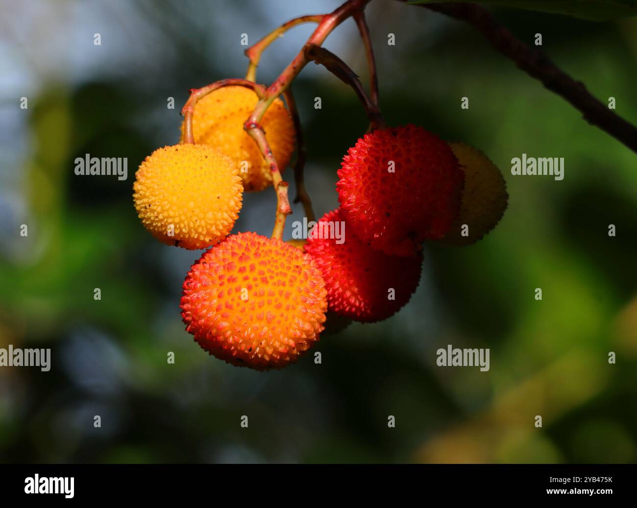 Colorful fruit of the Arbutus unedo - Strawberry Tree an evergreen ...