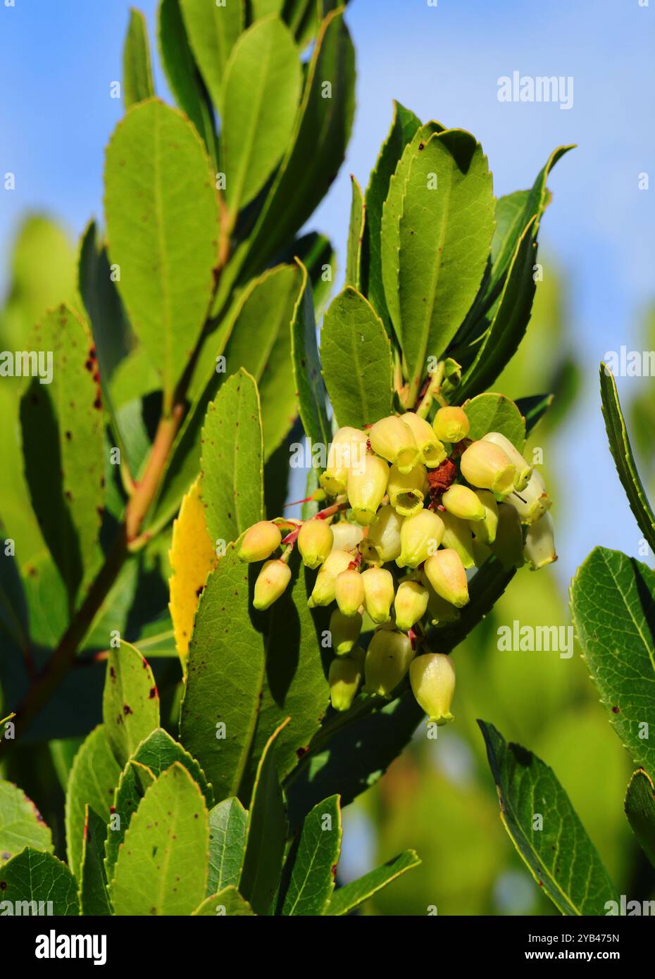 Colorful blossoms of the Arbutus unedo - strawberry tree. An evergreen ...