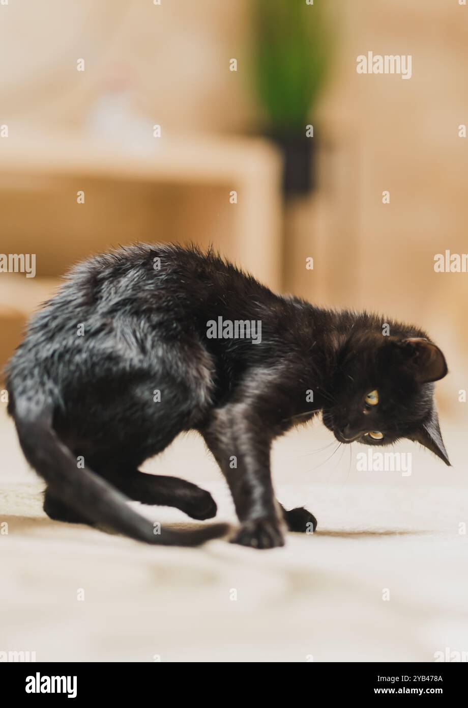 A playful black cat sits indoors, curiously interacting with its tail ...