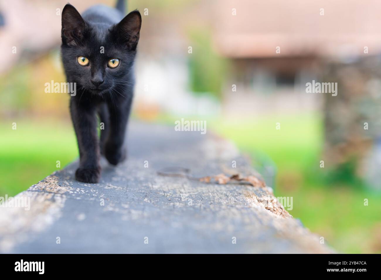 A sleek black cat walks confidently toward the camera, with its yellow ...