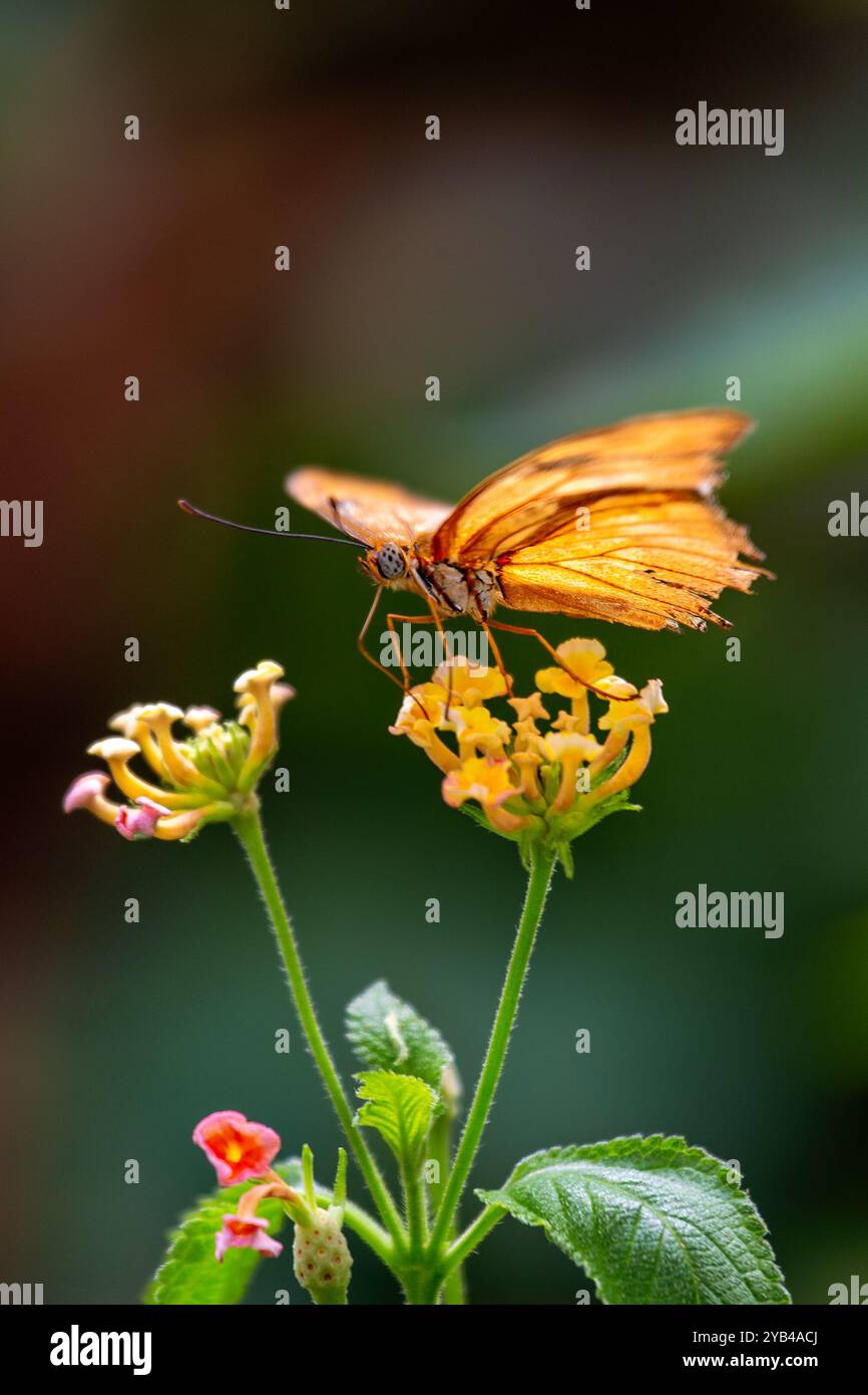 The Julia Butterfly feeds on nectar and rotting fruit. This photo was ...