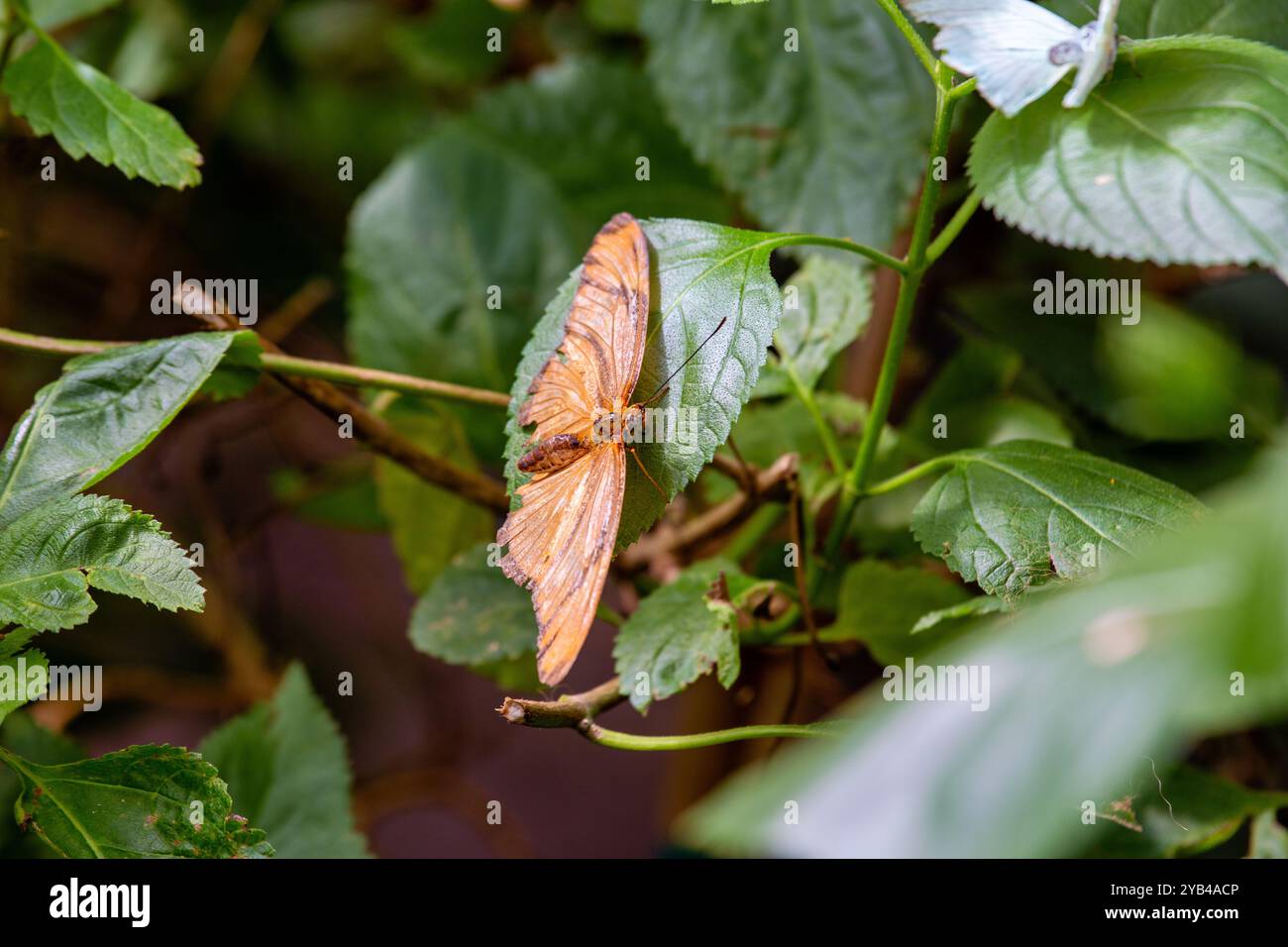 The Julia Butterfly feeds on nectar and rotting fruit. This photo was ...
