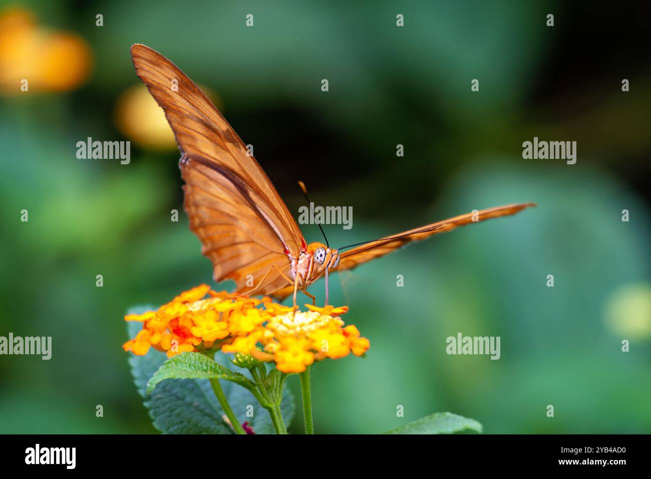 The Julia Butterfly feeds on nectar and rotting fruit. This photo was ...