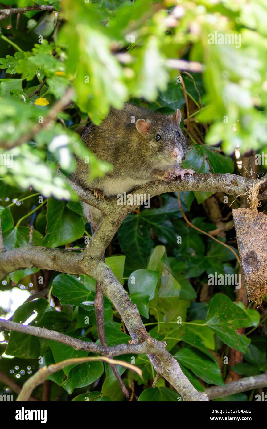 The brown rat feeds on grains, waste, and small animals. This photo was ...