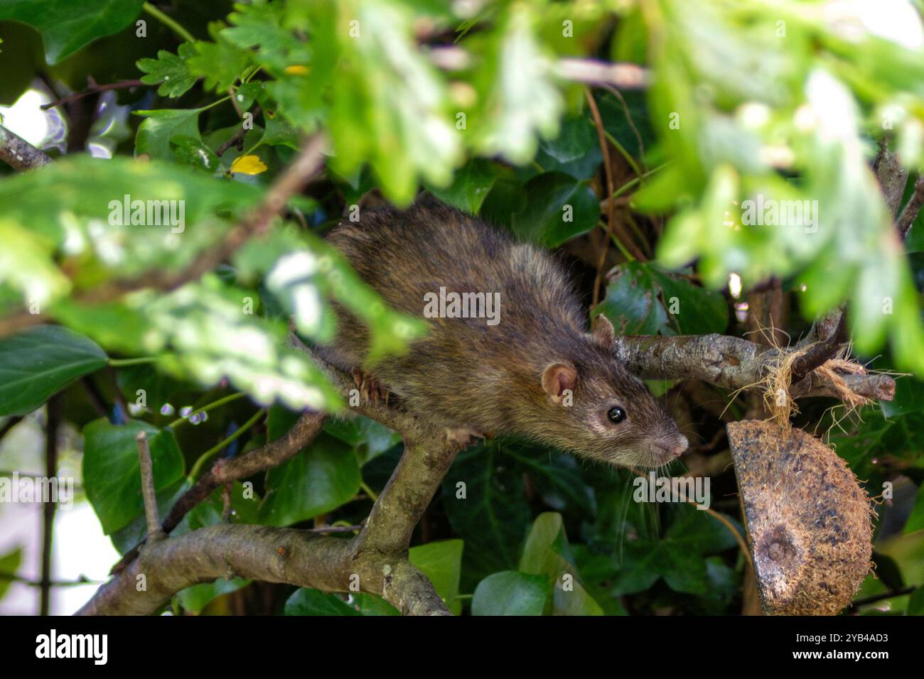 The brown rat feeds on grains, waste, and small animals. This photo was ...