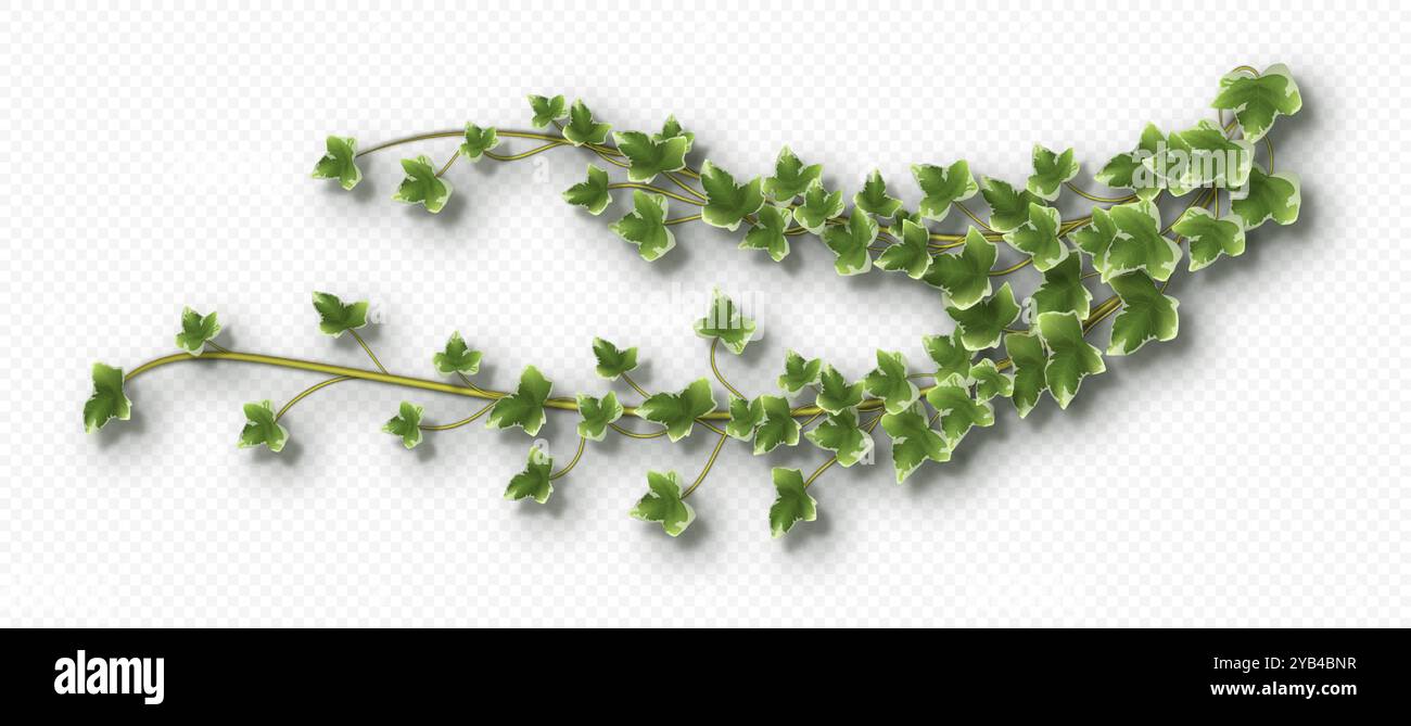 Ivy vine with lush green leaves. Hedera trailing branch Stock Vector ...
